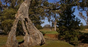 Curriculum Vitae | Gavin Malone Visual Artist & Cultural Geographer